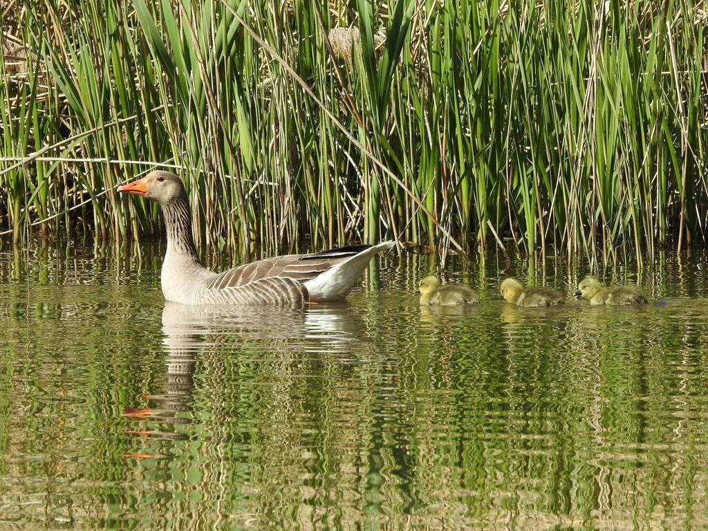 Greylag Goose from Africa Alive, Whites Ln, Kessingland, Lowestoft NR33 ...
