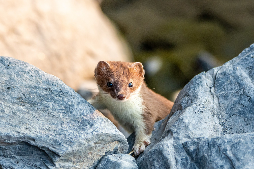 Kodiak Island Stoat (Mustela erminea kadiacensis) - Know Your Mammals