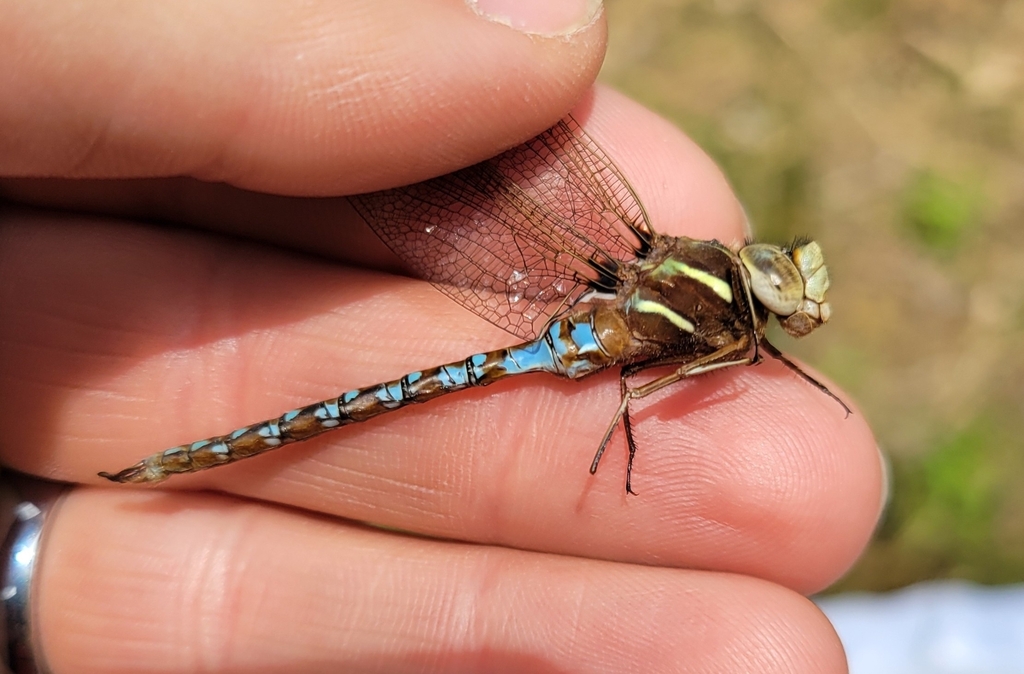 Springtime Darner from White Plains, MD 20695, USA on April 24, 2025 at ...