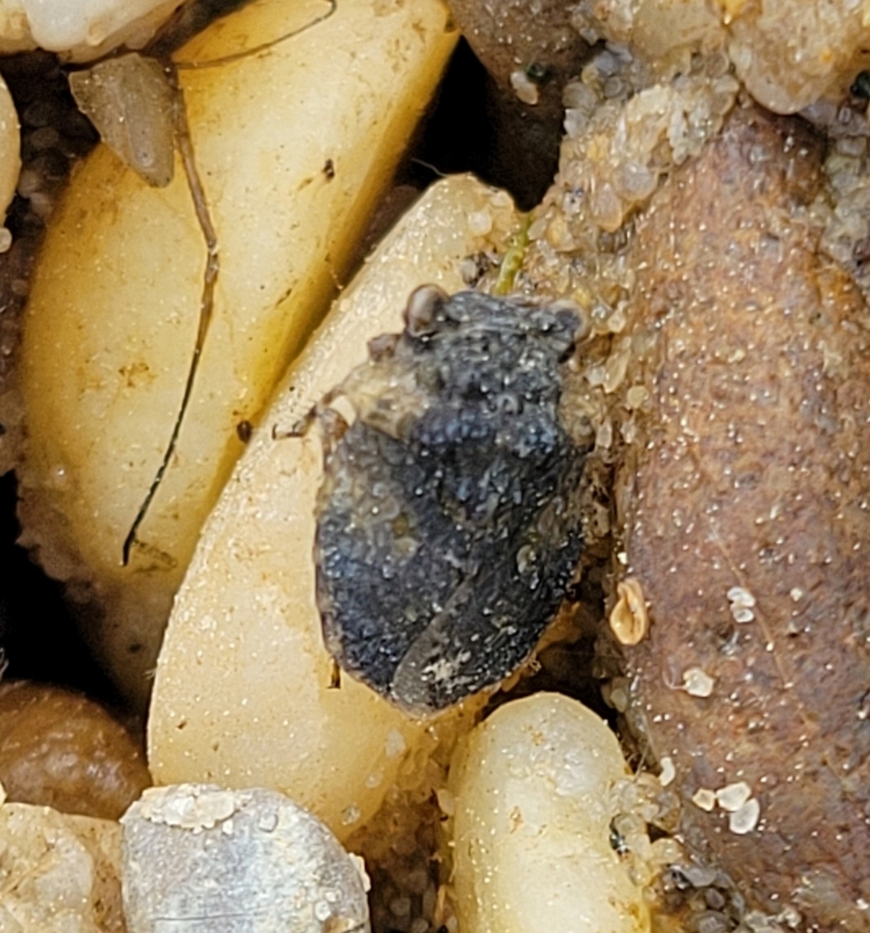Big-eyed Toad Bug from White Plains, MD 20695, USA on April 24, 2025 at ...