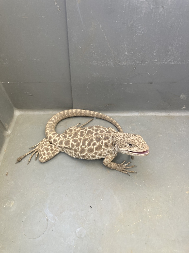 Long-nosed Leopard Lizard from Slide View Way, Washoe Valley, NV, US on ...