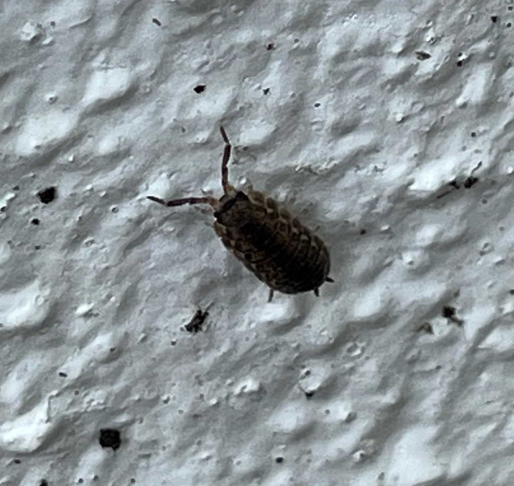 Porcellio from Despard House, London, England, GB on April 24, 2025 at ...