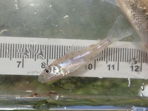 Trout-perch (SD Fish Passage Guide ) · iNaturalist