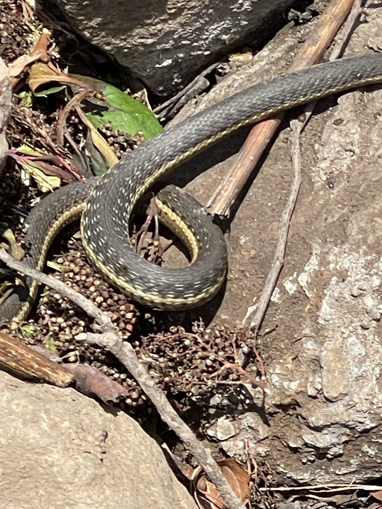 Two-striped Garter Snake in April 2025 by ourcommonheart · iNaturalist