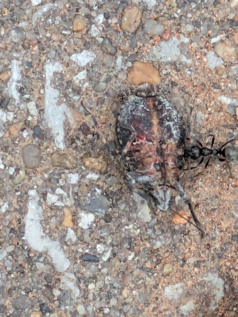 Ants from Downtown, Colorado Springs, CO, USA on April 24, 2025 at 01: ...