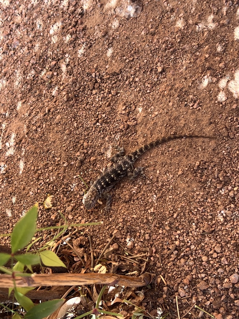 Desert Spiny Lizard from Coconino National Forest, Village of Oak Creek ...