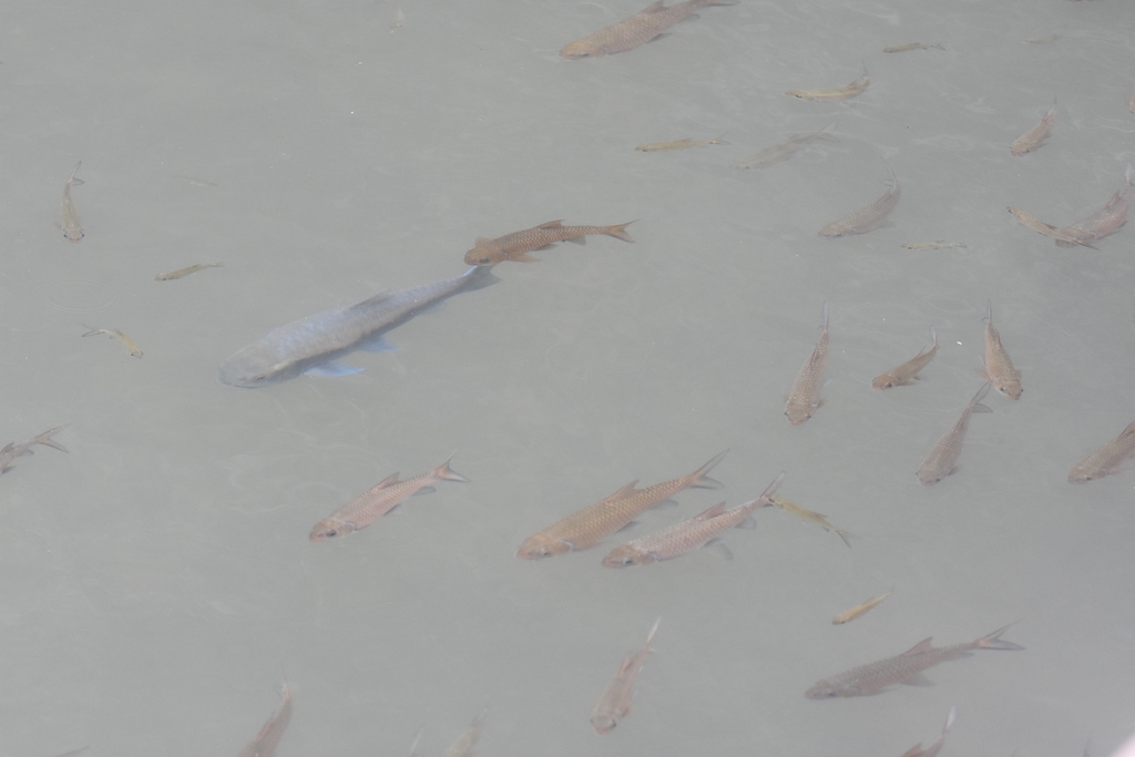 Carps and Minnows in July 2020 by Charles. smaller fish(es?) · iNaturalist