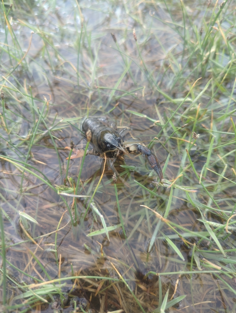 Southern Plains Crayfish from Big Creek Township, KS, USA on April 24 ...
