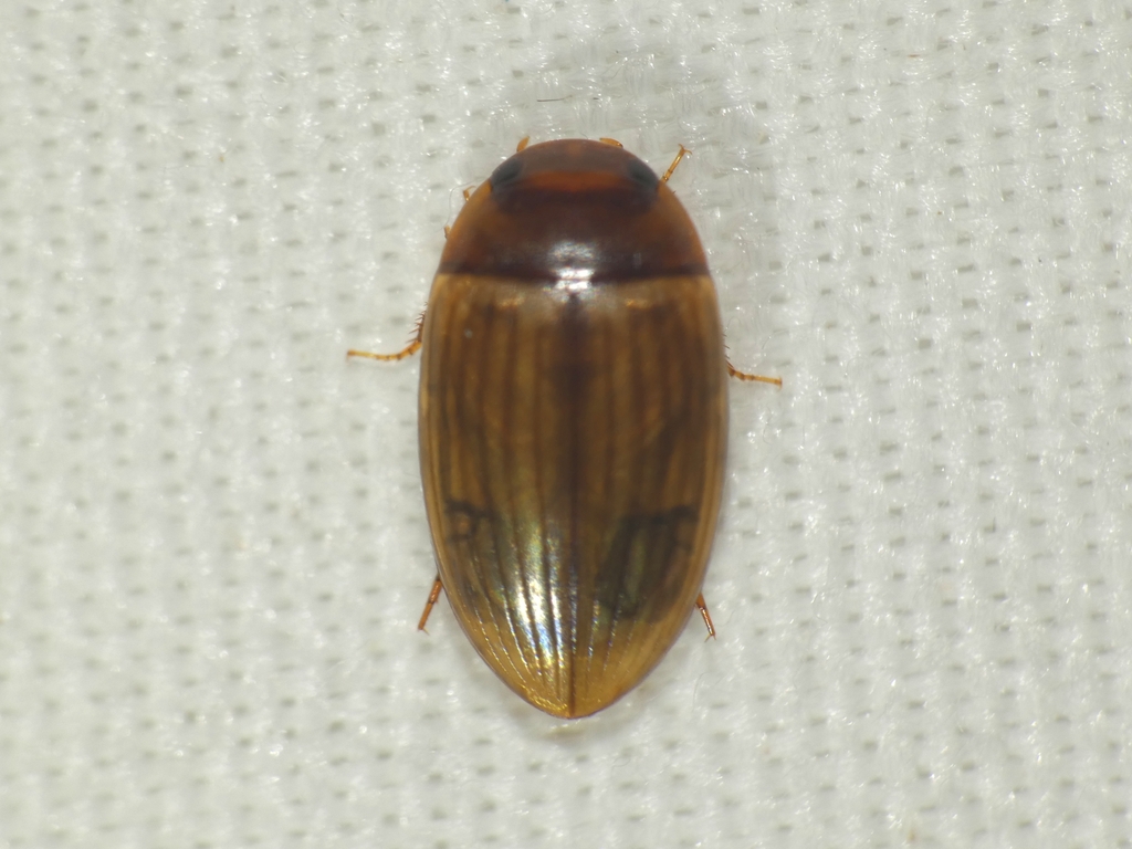Copelatus from Candlenut on April 23, 2025 at 08:11 PM by Kai Squires ...
