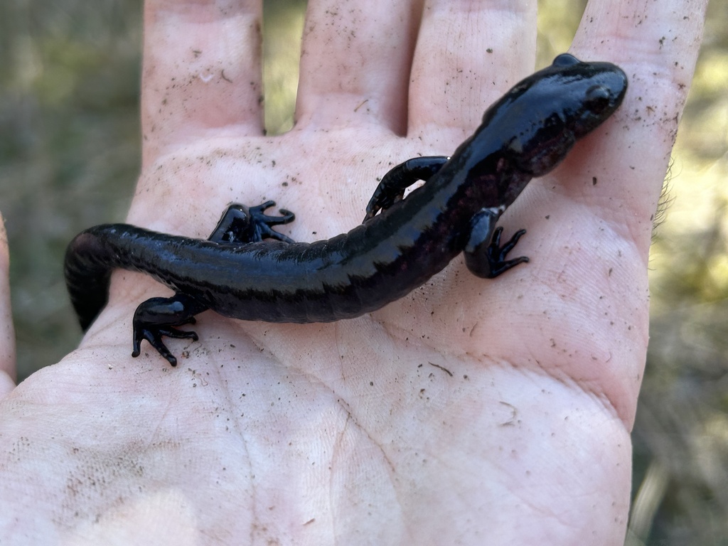 Jefferson Salamander in April 2025 by AG · iNaturalist