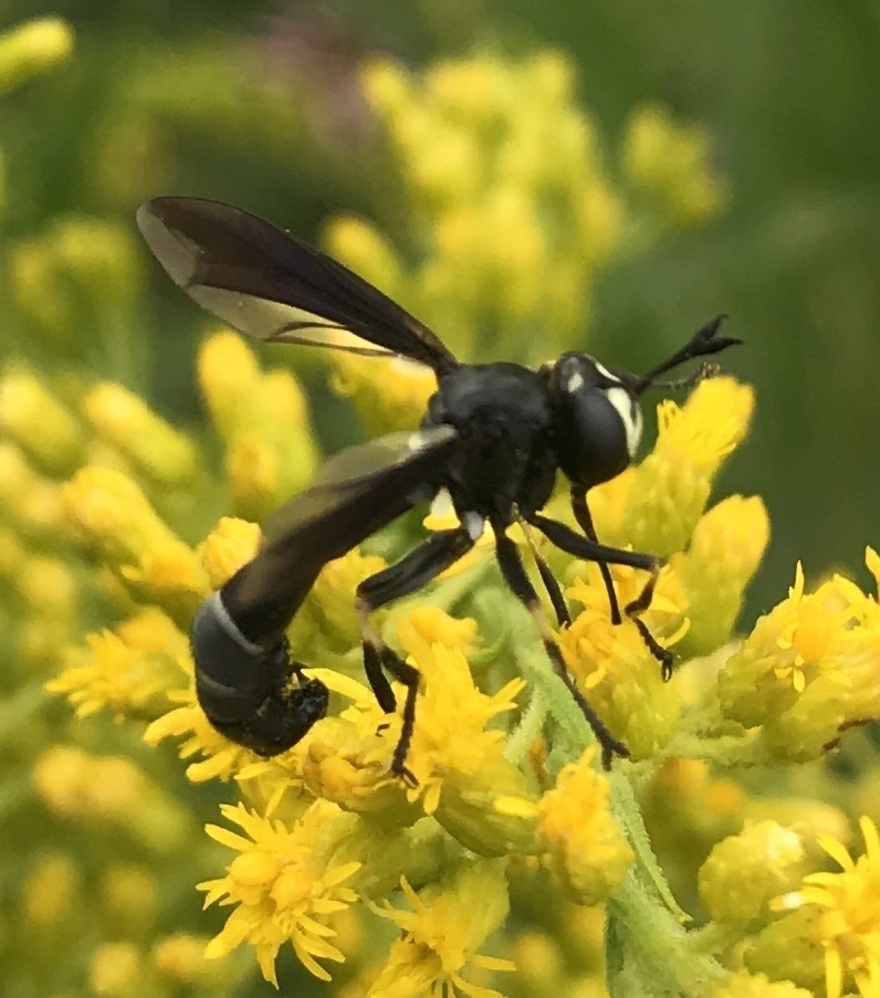 Common Eastern Physocephala in August 2019 by privatenoaccess · iNaturalist