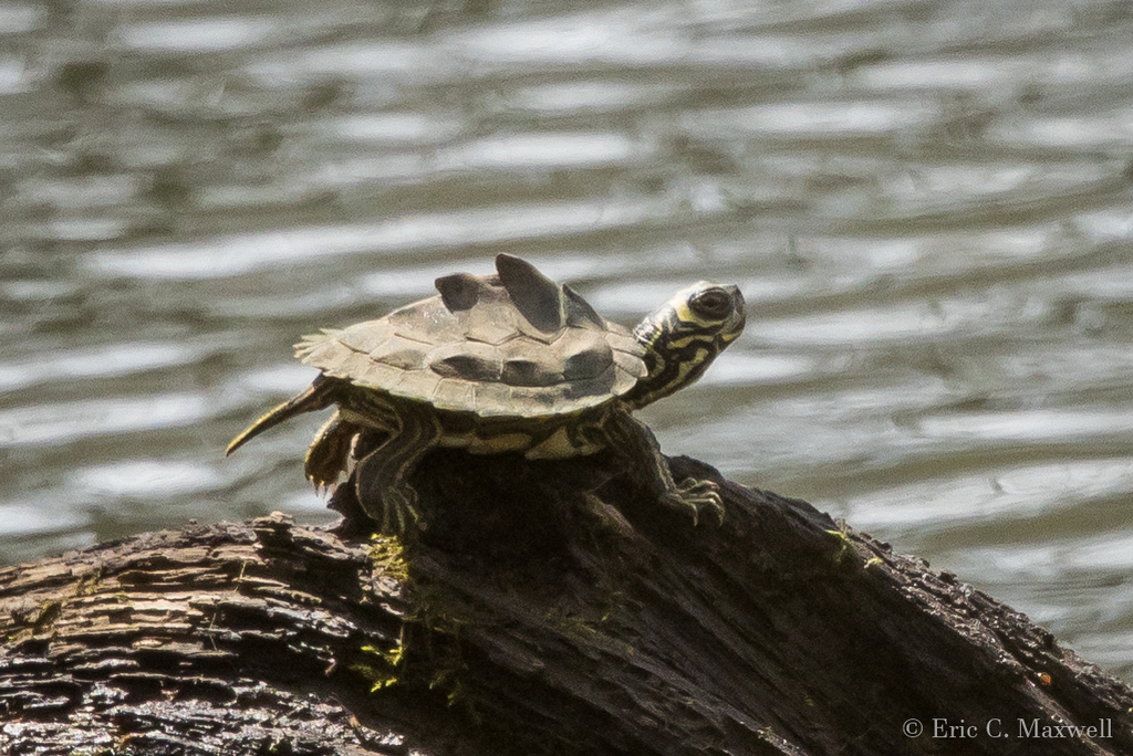 Barbour's Map Turtle in March 2025 by Eric C. Maxwell · iNaturalist