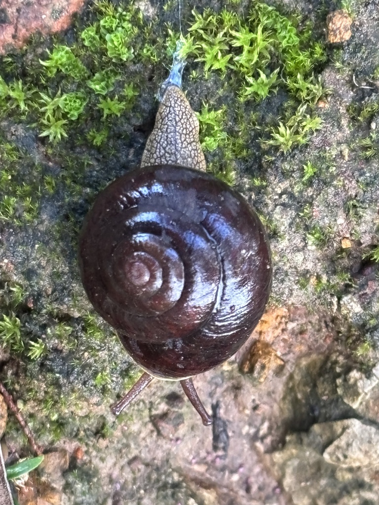 Woodland Snails from Burraneer Rd, Coomba Park, NSW, AU on April 25 ...