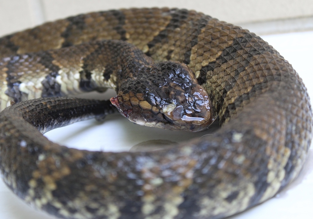 Northern Cottonmouth from Mecklenburg County, VA, USA on August 20 ...