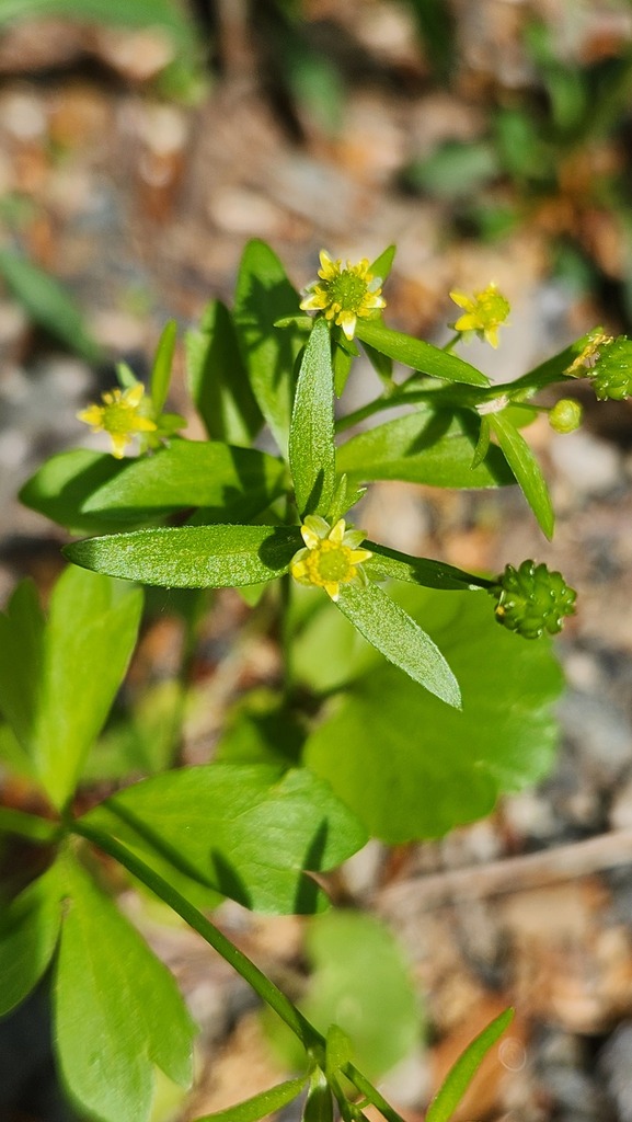 small-flowered buttercup from North Laurel, MD, USA on April 24, 2025 ...