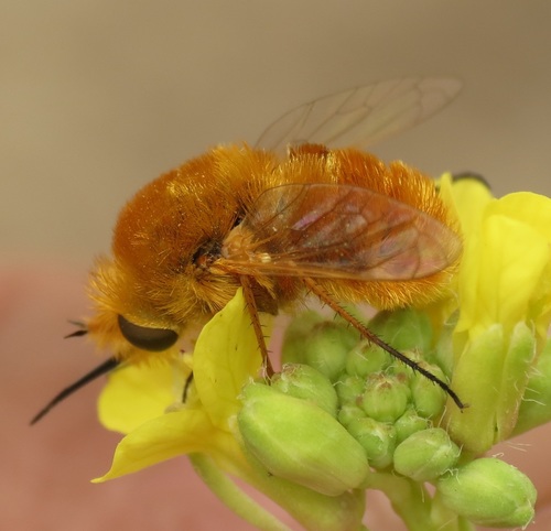 Lordotus zona · iNaturalist Mexico