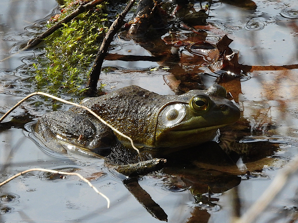 American Bullfrog from Jackson County, MI, USA on April 24, 2025 at 10: ...