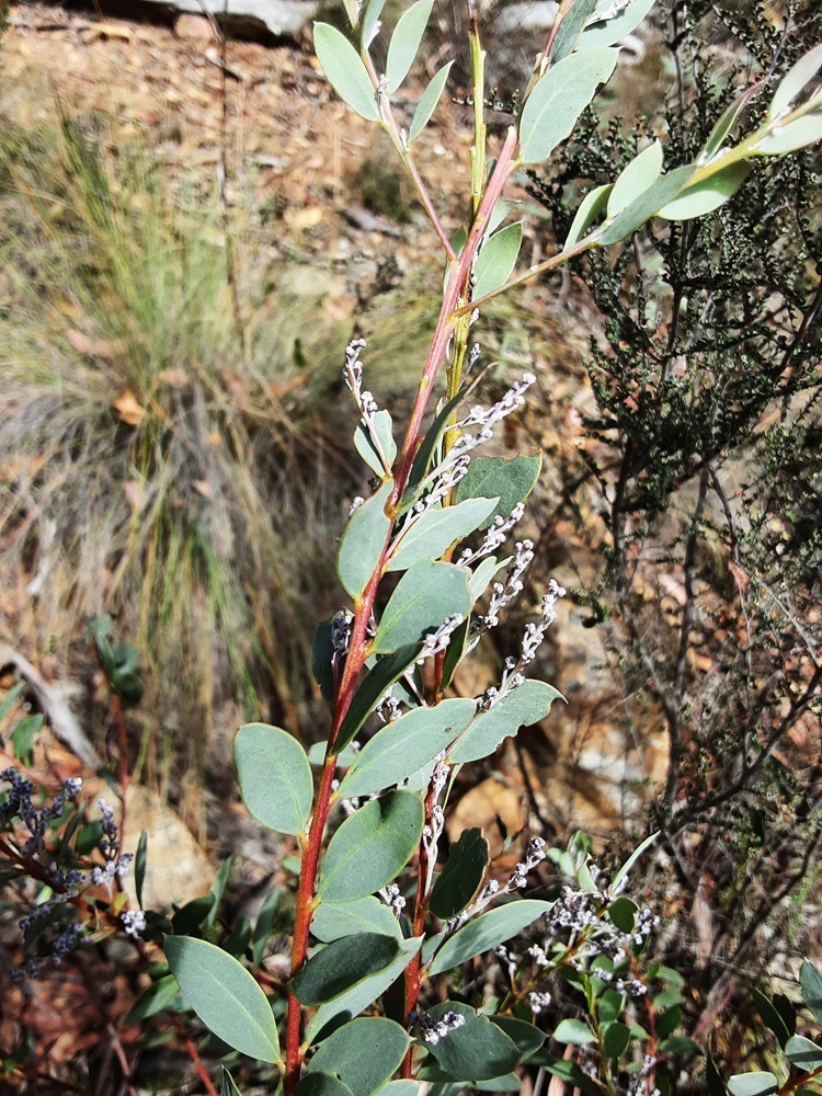 box-leaved wattle from Sunny Corner State Forest, NSW 2795, Australia ...