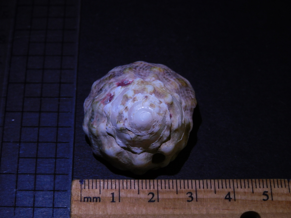 Green Star Shell from Brick Kiln, St Kitts & Nevis on February 15, 2025 ...