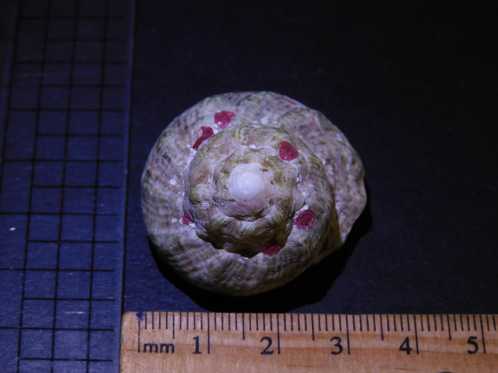 Green Star Shell from Whitehall, St Kitts & Nevis on February 15, 2025 ...