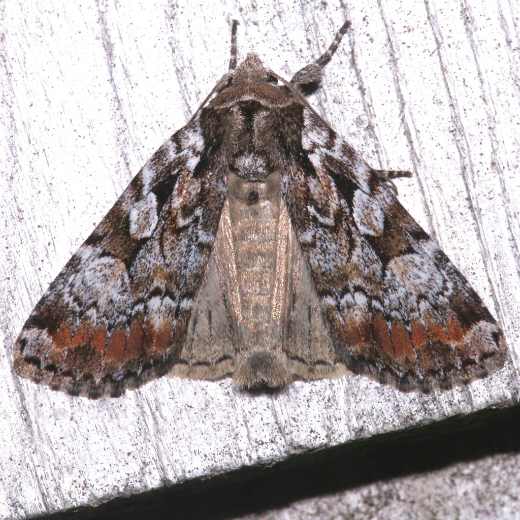 Aplectoides condita from Steuben, ME, USA on June 23, 2016 at 08:12 PM ...