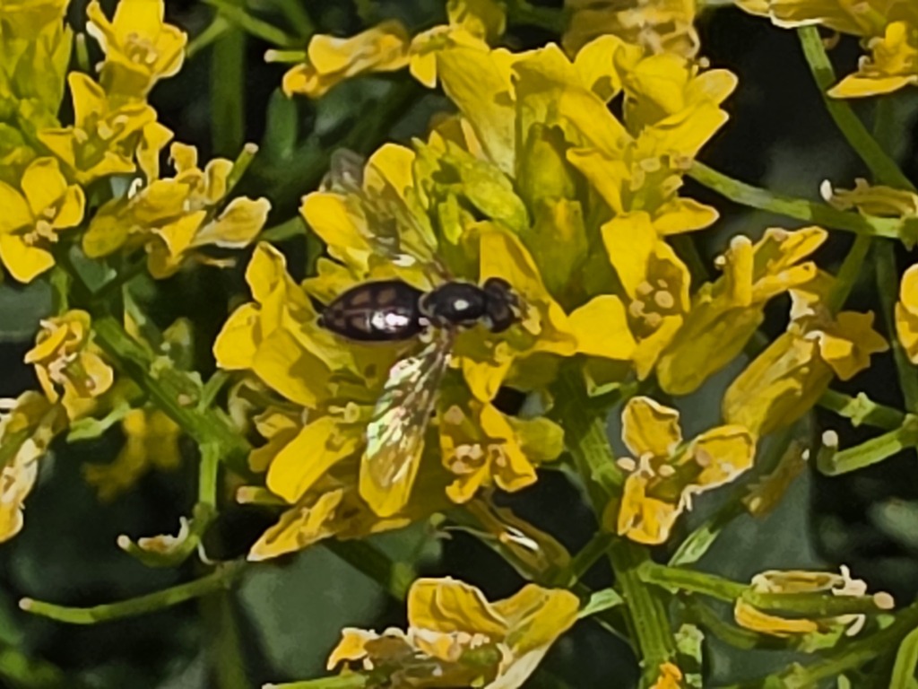 Margined Calligrapher from Barboursville, Albemarle County, VA, USA on ...