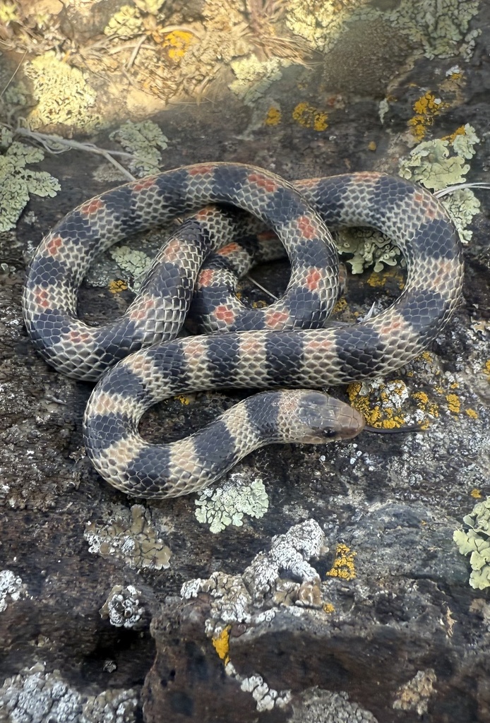 Ground Snake in April 2025 by Charlie Justus · iNaturalist