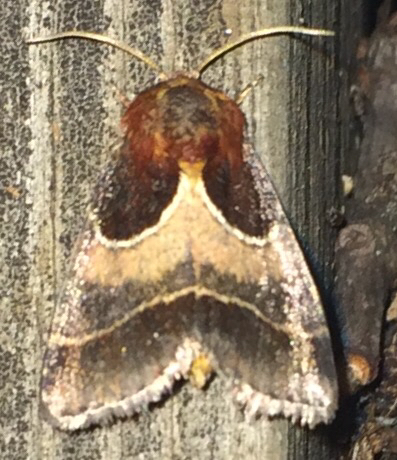 Arcigera Flower Moth (Common Moth and Butterflies of Indiana) · iNaturalist
