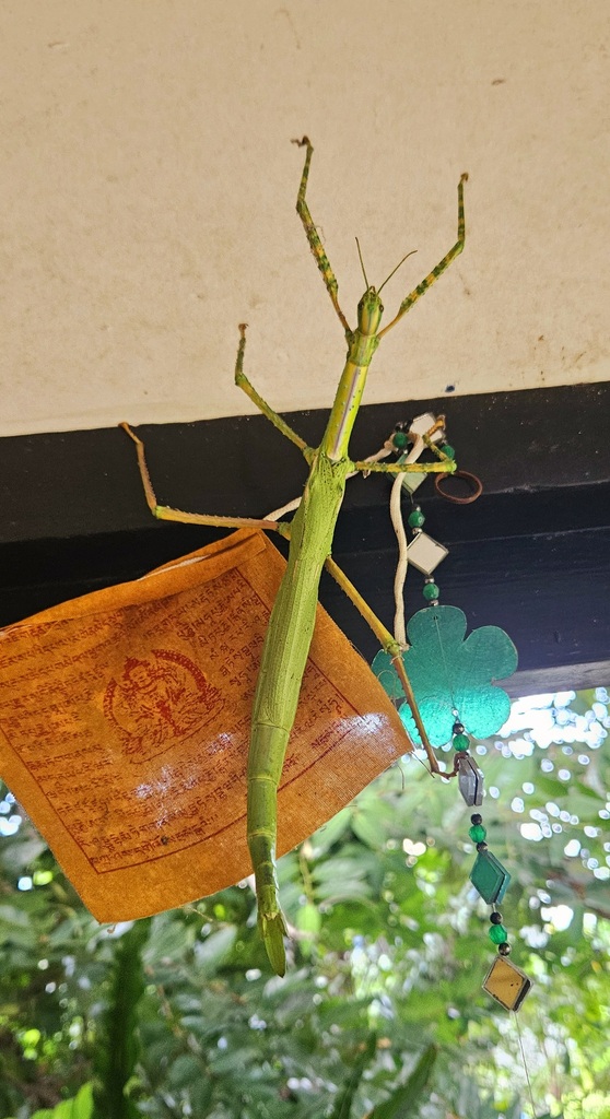 Darwin Stick Insect from Darwin NT, Australia on April 25, 2025 at 08: ...