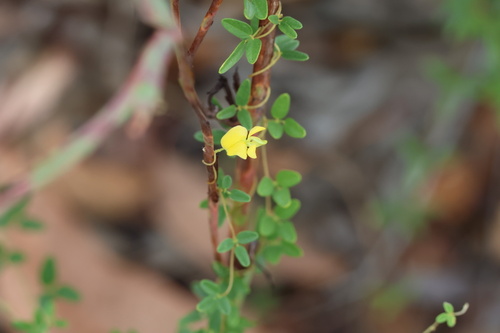 Dunbaria debilis · iNaturalist