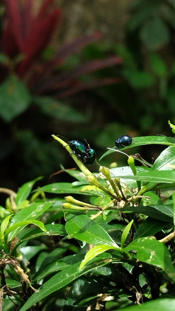 Something from FRMP+MJJ Botanical Park San Agustin, Tagum, Davao del ...
