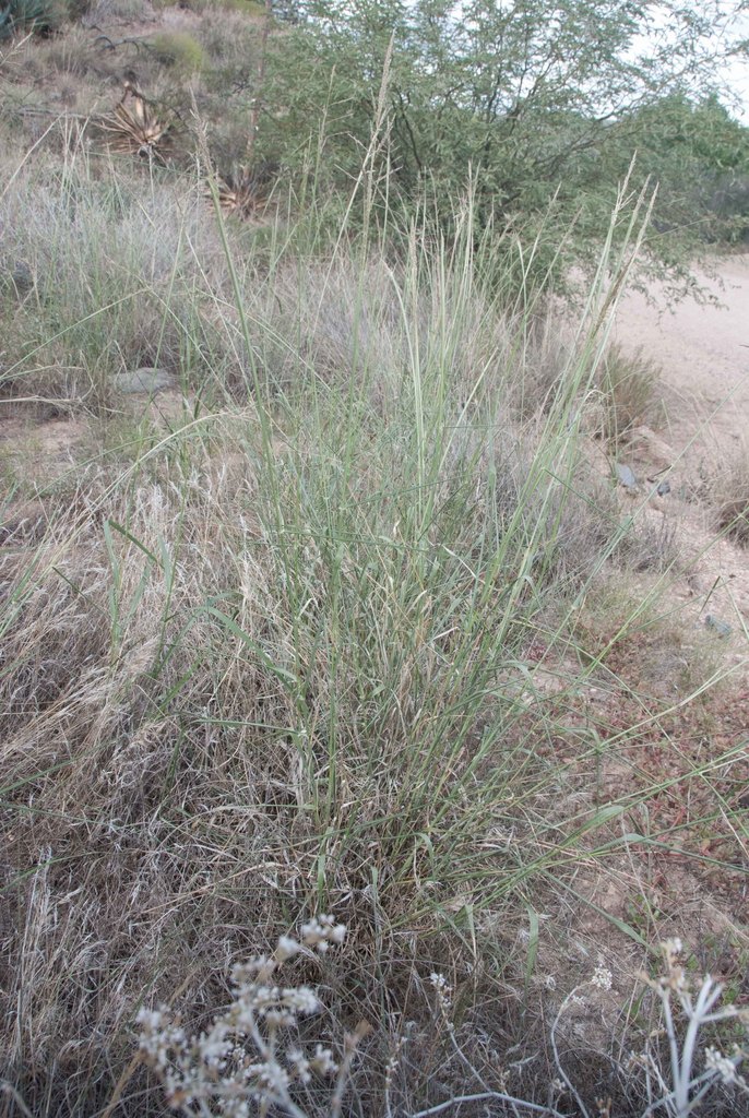 Sand Dropseed (Plants of Highline Lake State Park) · iNaturalist