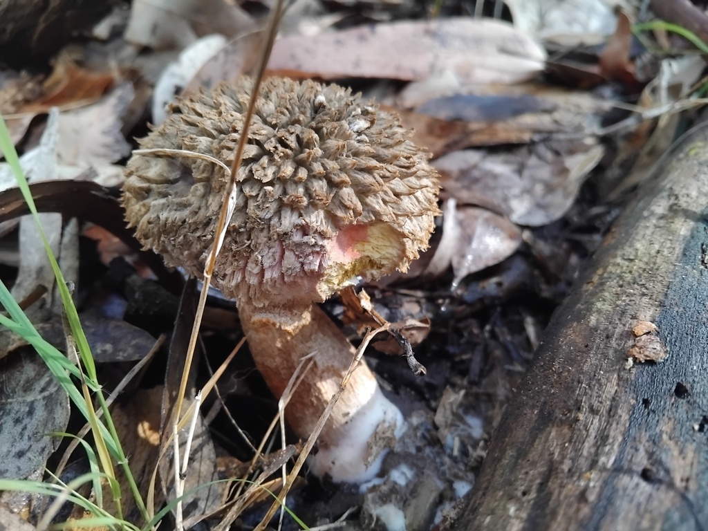 Boletellus from South Durras NSW 2536, Australia on April 21, 2025 at ...