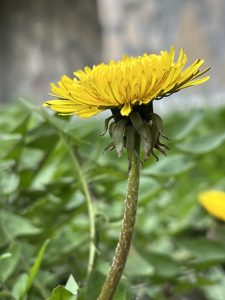 diente de león (Diversidad de Cosco) · iNaturalist