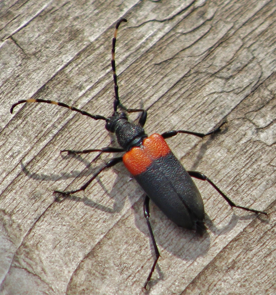Red-shouldered Pine Borer (Longhorn Beetles of the United States ...