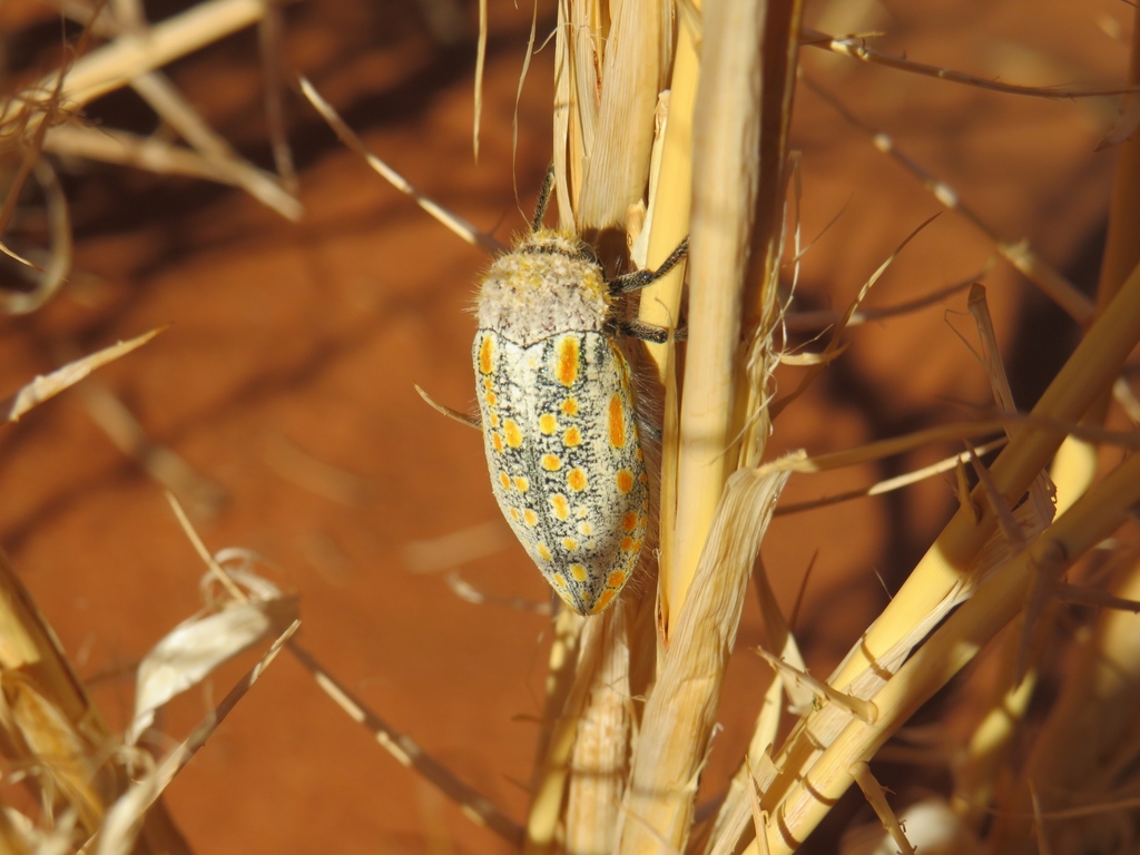 Julodis mitifica from Hardap Region, Namibia on April 19, 2025 at 09:56 ...