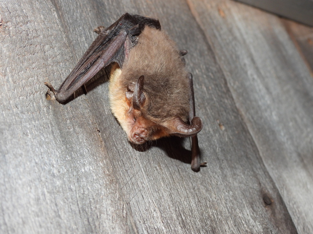 Lesser Long-eared Bat from Coomba Park NSW 2428, Australia on April 25 ...