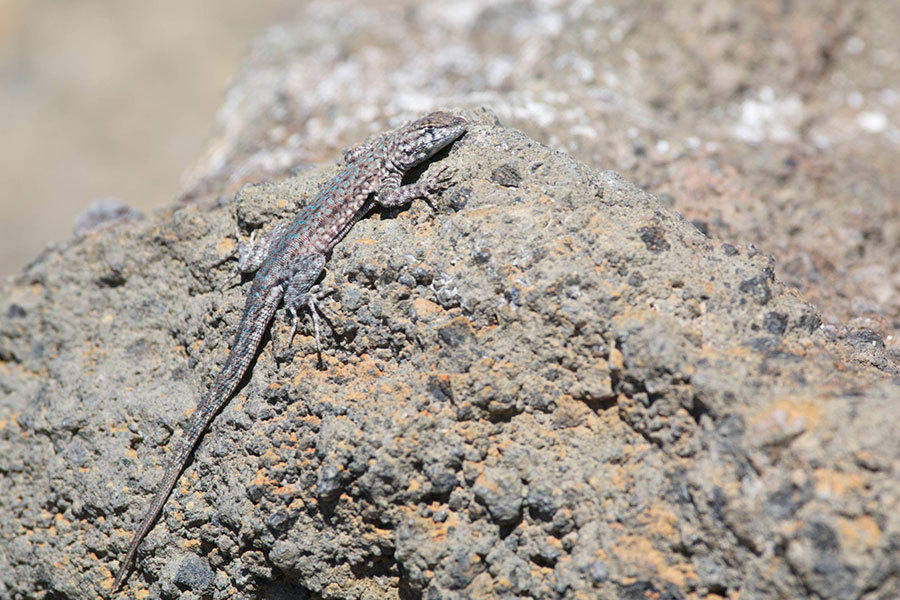 Nevada Side-blotched Lizard (Nothern California Reptiles and Amphibians ...