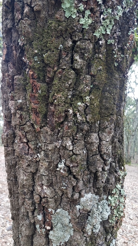 (Quercus magnoliifolia) - Botanical Realm