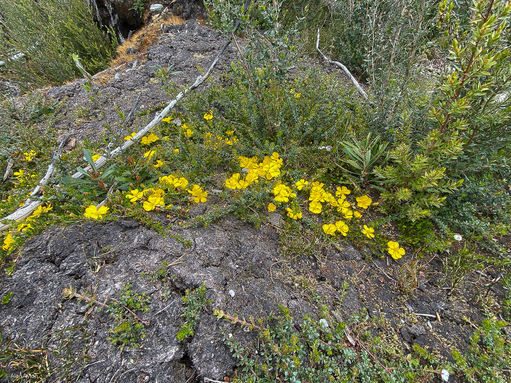 Spreading Guinea Flower from Southwest TAS 7116, Australia on December ...