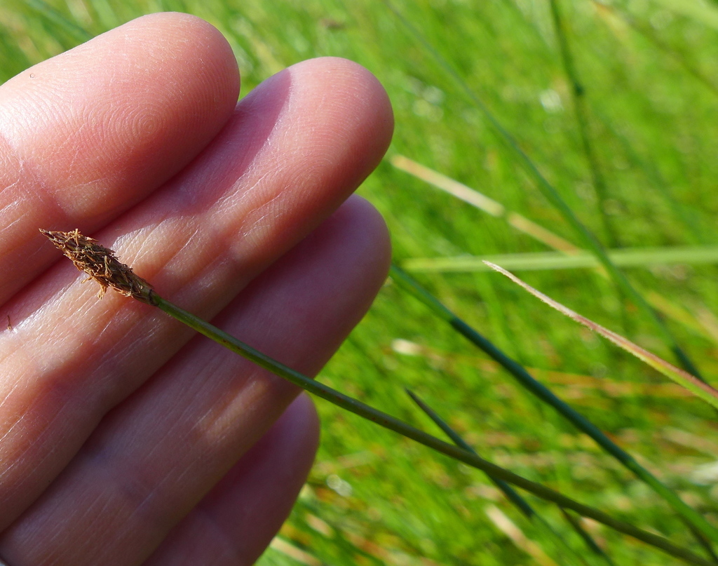 Common Spike-rush from Squamish Estuary on August 19, 2019 by judith ...