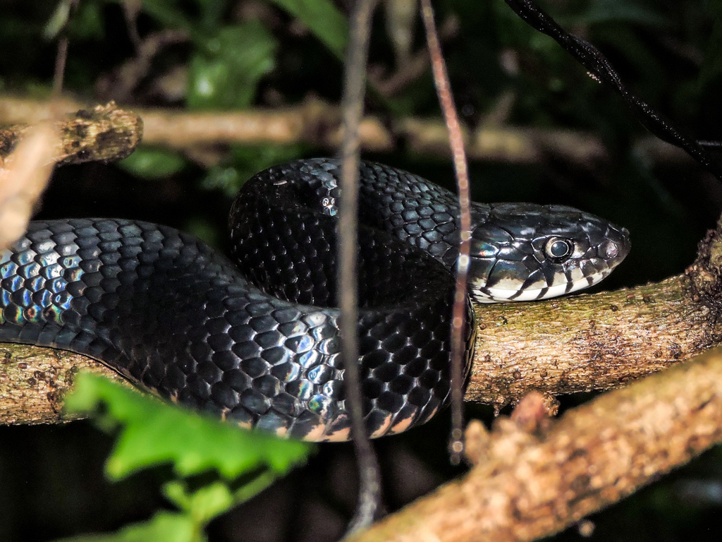Central American Indigo Snake from Jalisco, MX on September 15, 2016 by ...
