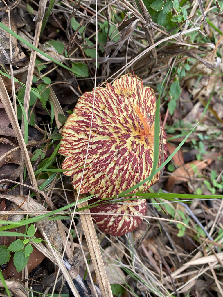 Boletellus from Cleveland, QLD, AU on April 4, 2025 at 11:51 AM by Alba ...