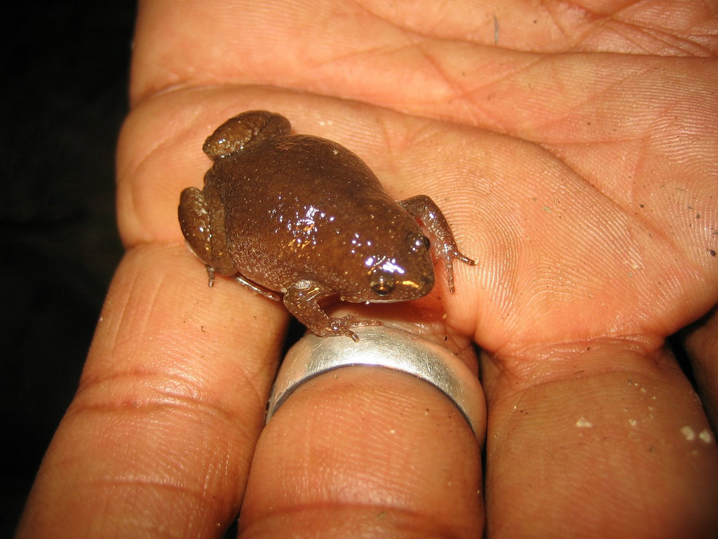 Eastern Narrow-mouthed Toad (Amphibians of Alabama) · iNaturalist