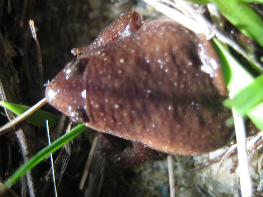 Eastern Narrow-mouthed Toad (Frogs and Toads of Virginia) · iNaturalist