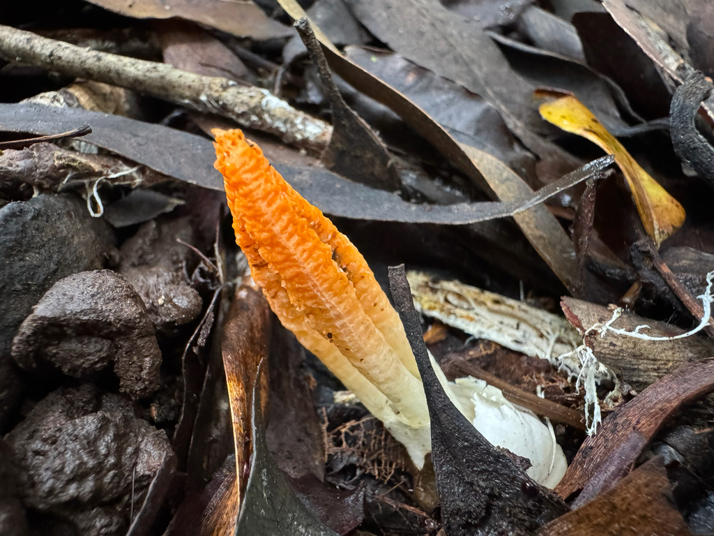 stinky squid from Mount Wilson, NSW, AU on April 25, 2025 at 11:47 AM ...