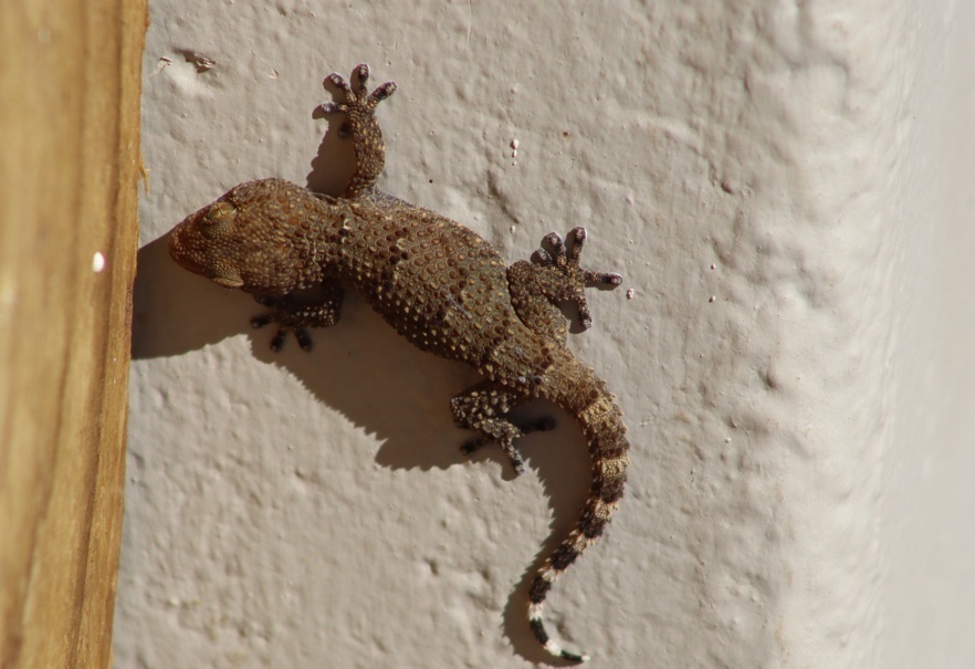 Bibron's Thick-toed Gecko from Cacadu, ZA-EC, ZA on April 25, 2025 at ...
