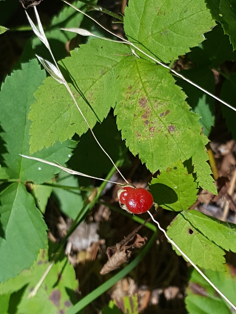 dwarf raspberry from Erie, PA 16507, USA on August 23, 2019 at 03:03 PM ...