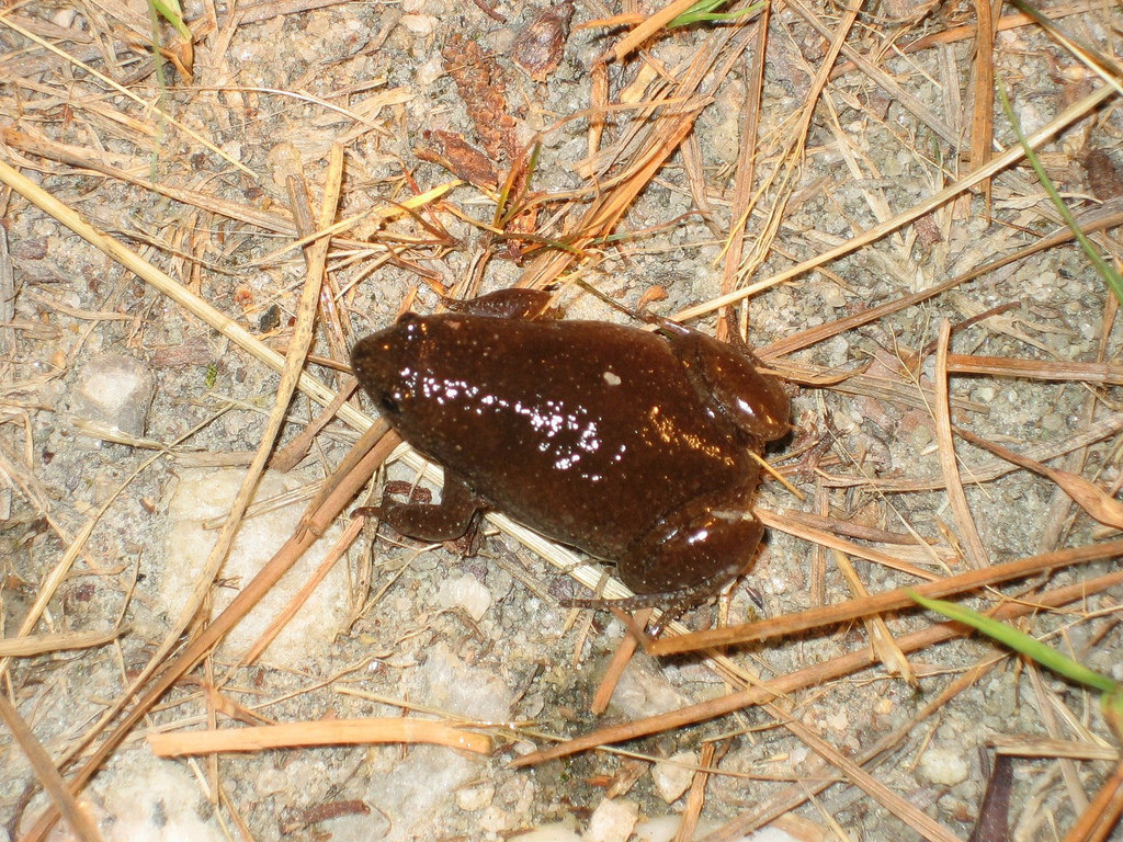 Eastern Narrow-mouthed Toad (Frogs and Toads of Virginia) · iNaturalist