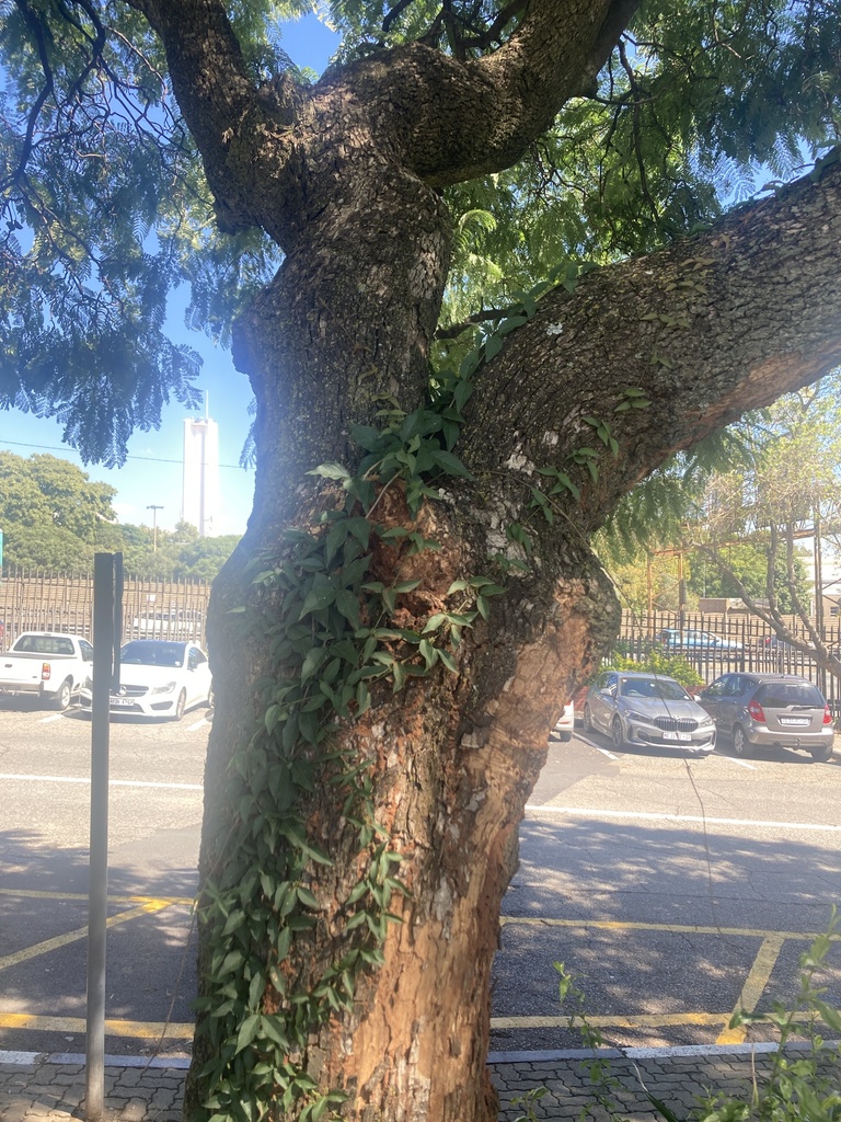 Catclaw vine from University of the Witwatersrand, Johannesburg ...